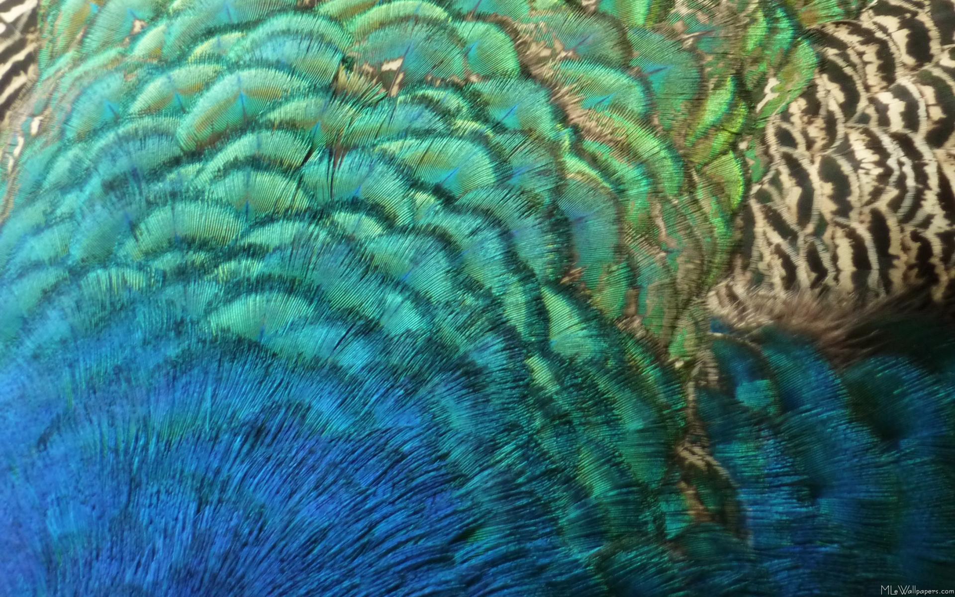 Abstract Peacock Wallpapers - Top Free Abstract Peacock Backgrounds - WallpaperAccess