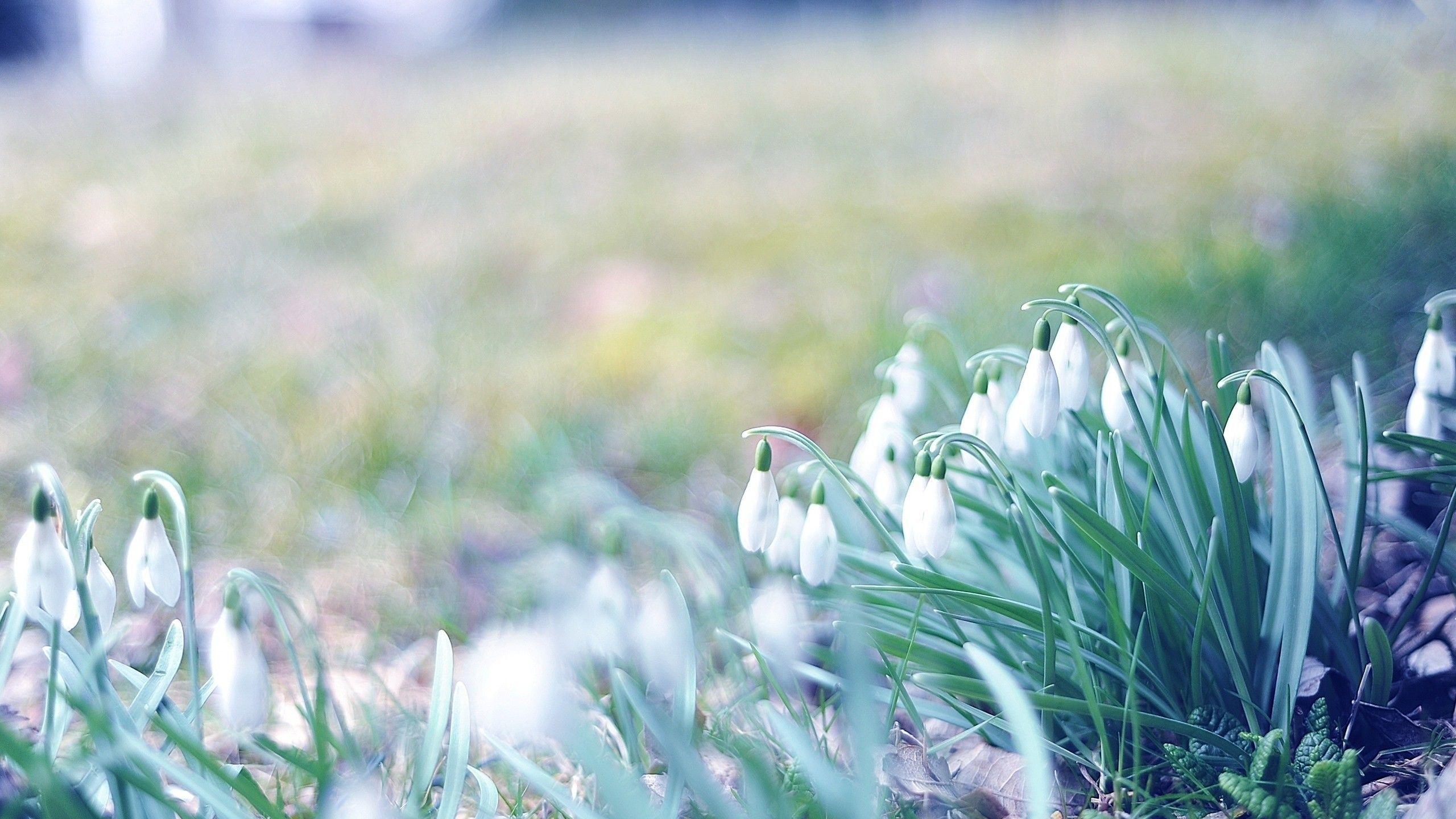 Blurry Spring Wallpapers - Top Free Blurry Spring Backgrounds ...