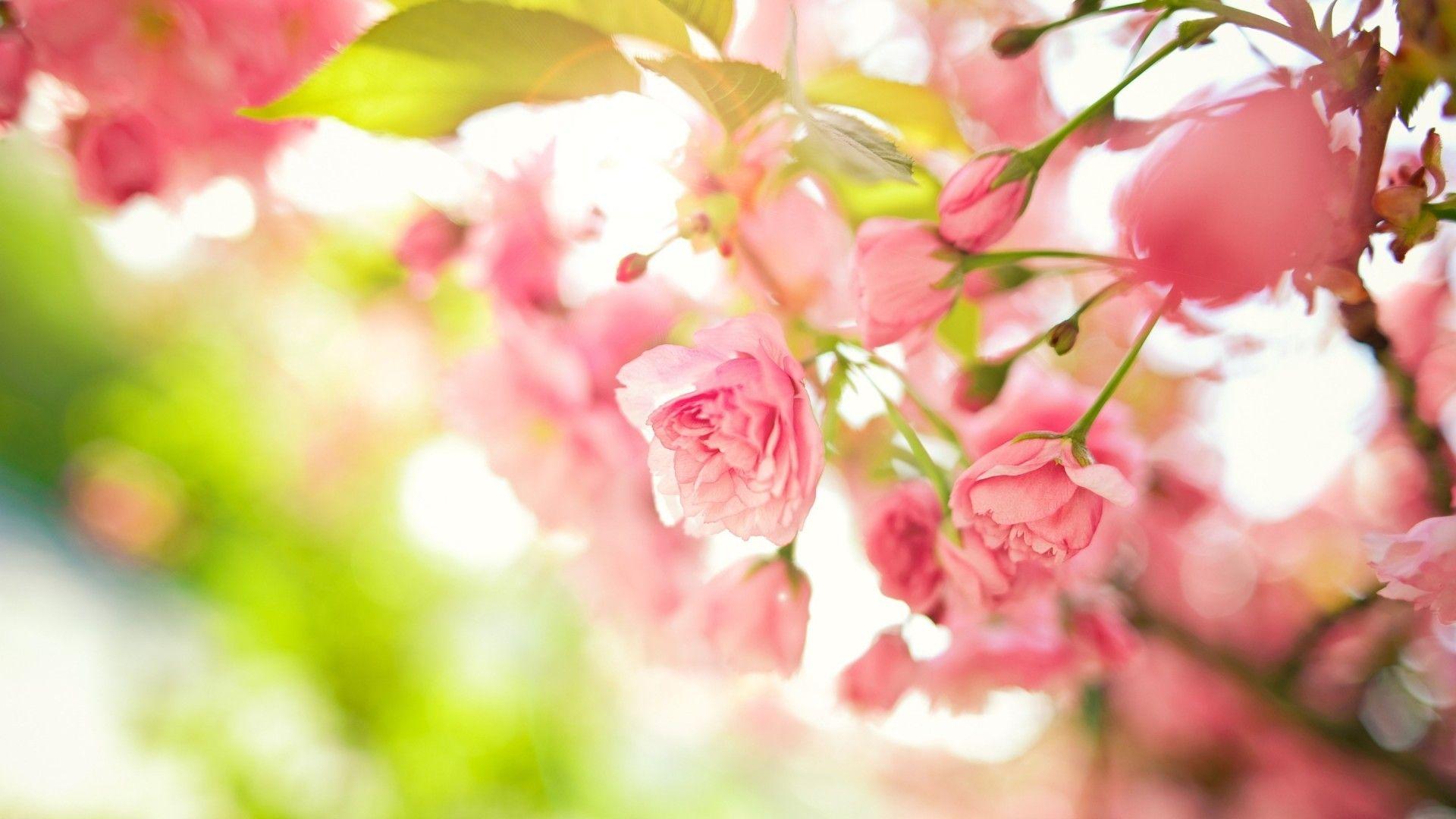 Blurry Spring Wallpapers - Top Free Blurry Spring Backgrounds ...