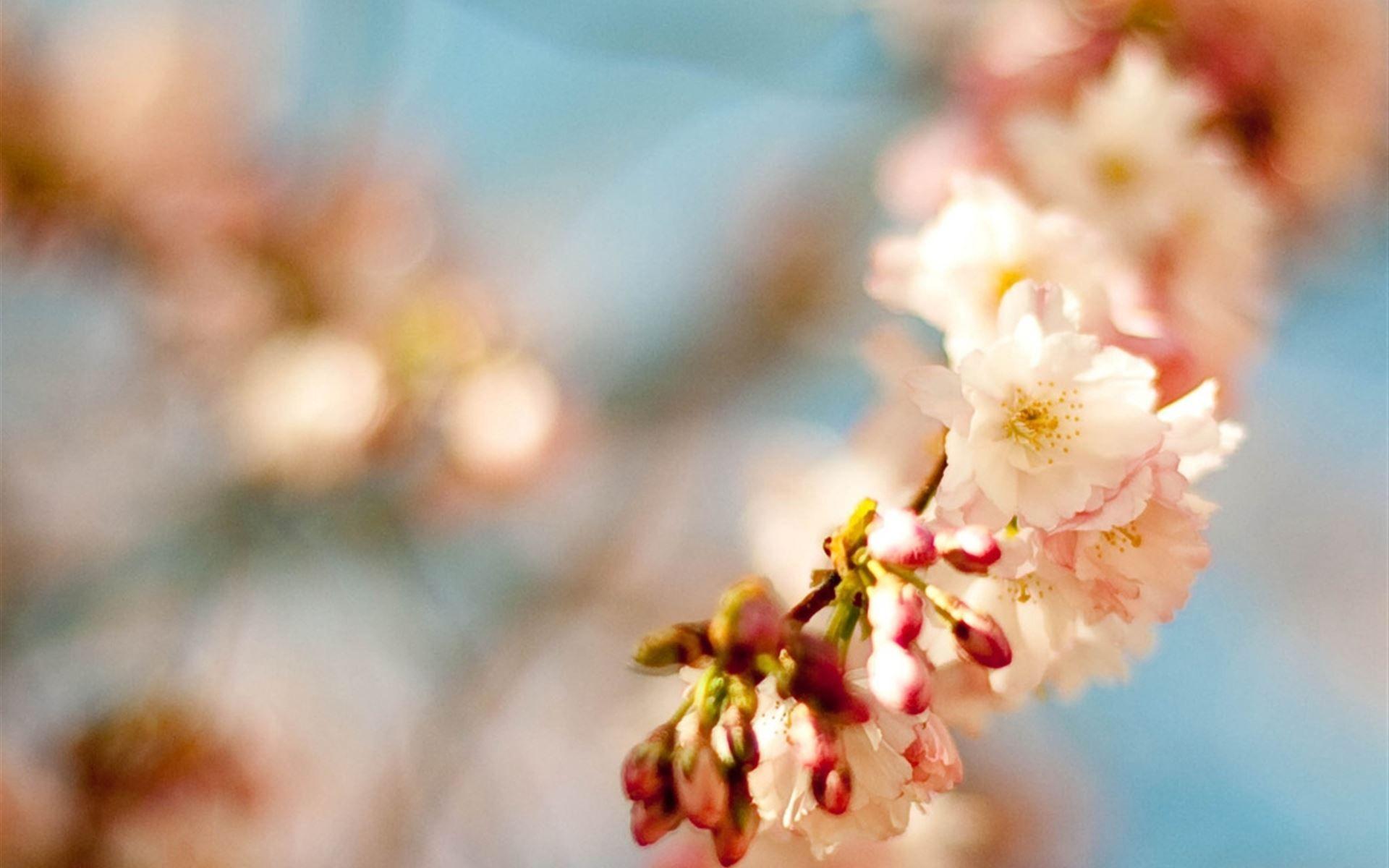 Blurry Spring Wallpapers - Top Free Blurry Spring Backgrounds ...