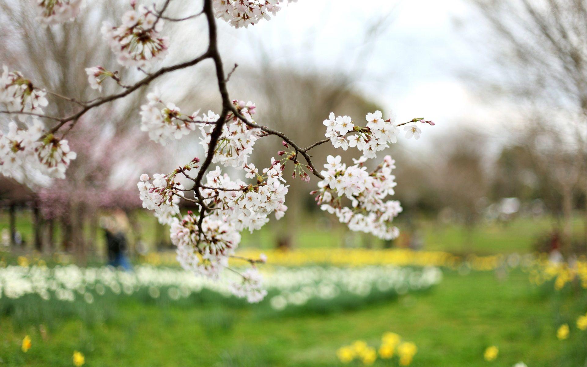 Blurry Spring Wallpapers - Top Free Blurry Spring Backgrounds ...
