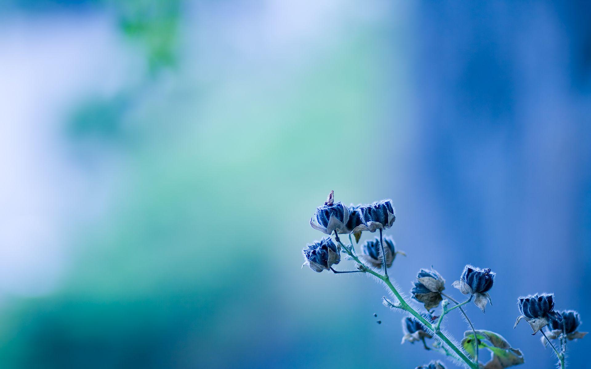 Blurry Spring Wallpapers - Top Free Blurry Spring Backgrounds ...