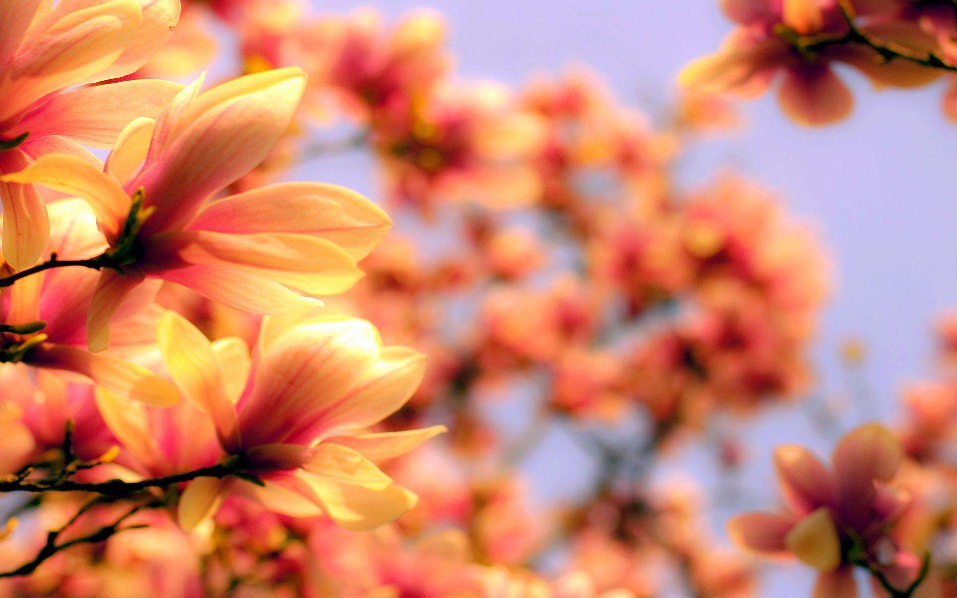 Blurry Spring Wallpapers - Top Free Blurry Spring Backgrounds ...