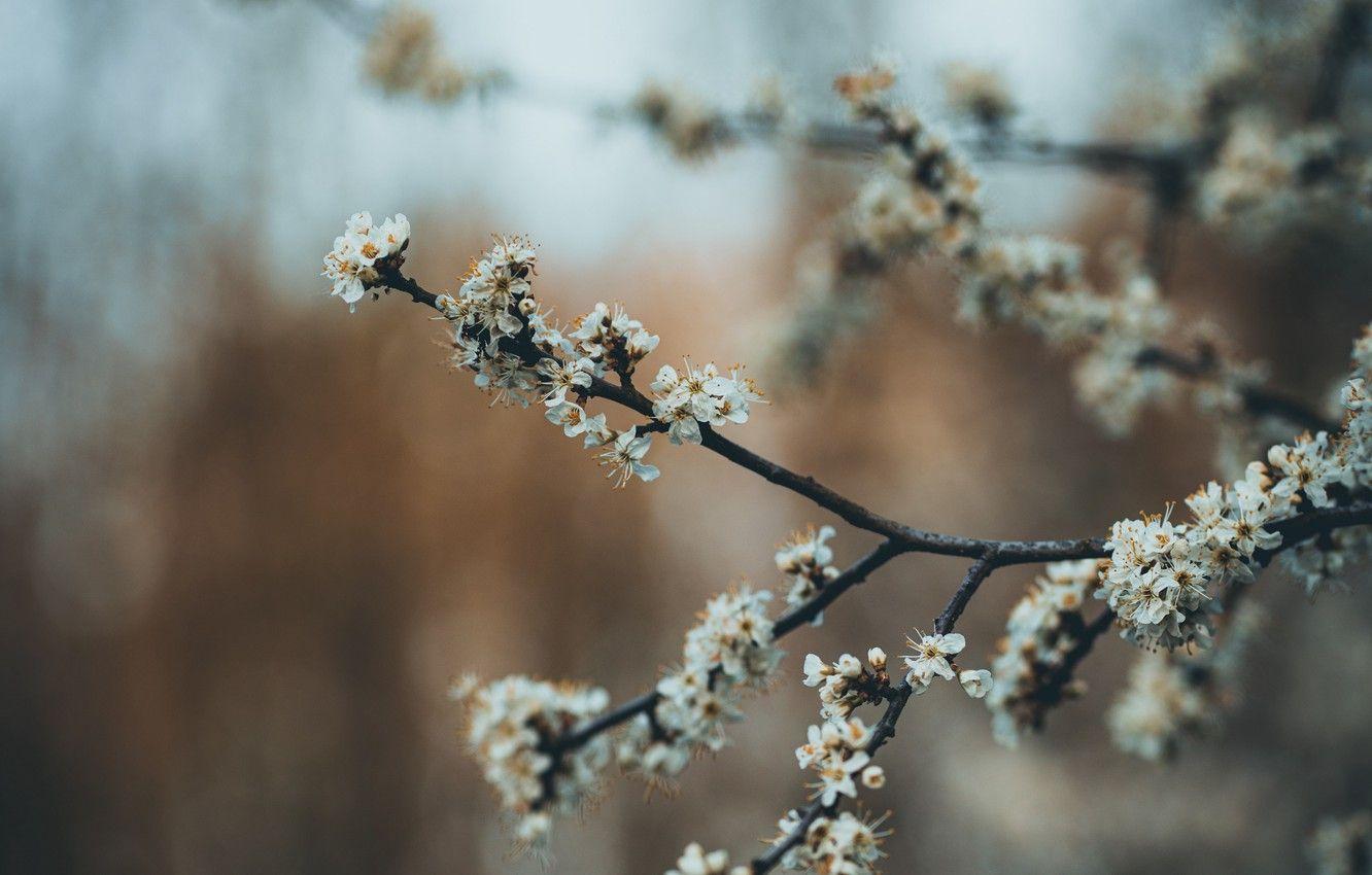 Blurry Spring Wallpapers - Top Free Blurry Spring Backgrounds ...