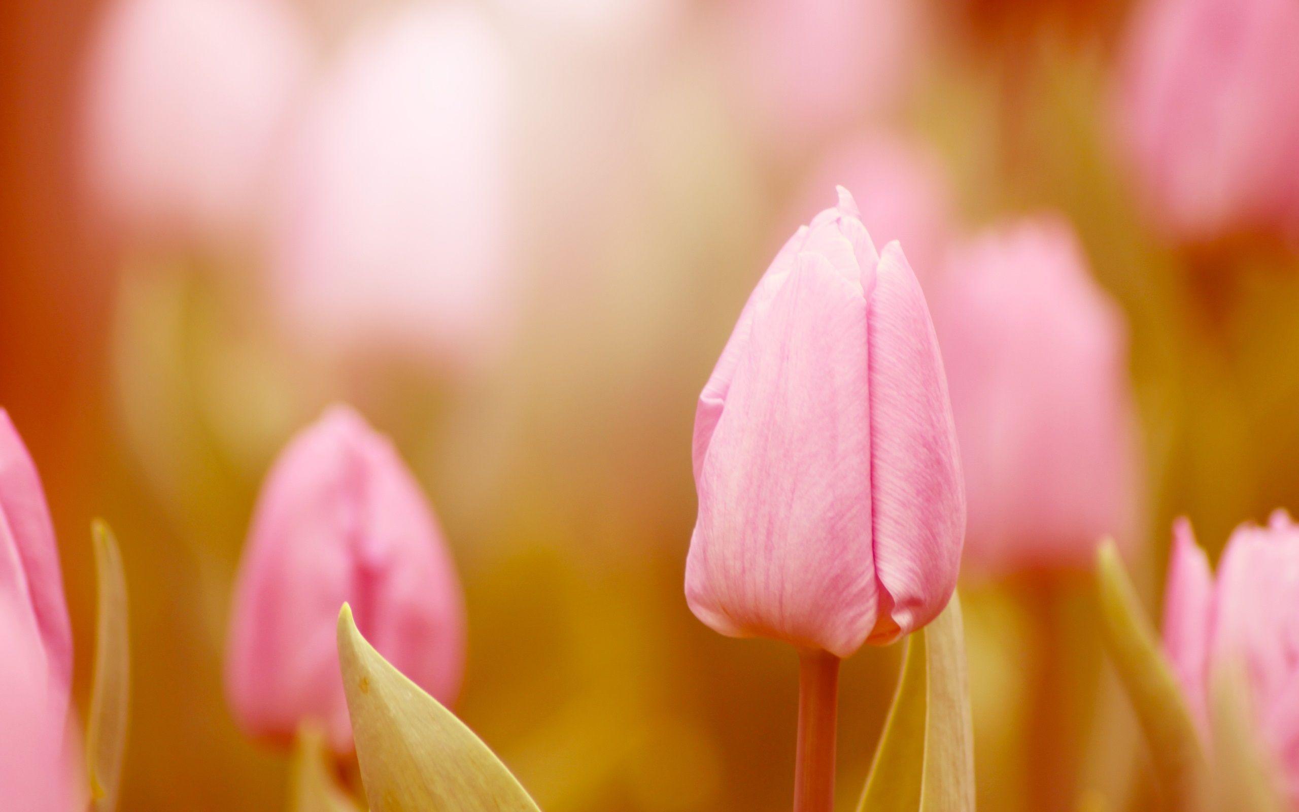 Blurry Spring Wallpapers - Top Free Blurry Spring Backgrounds ...