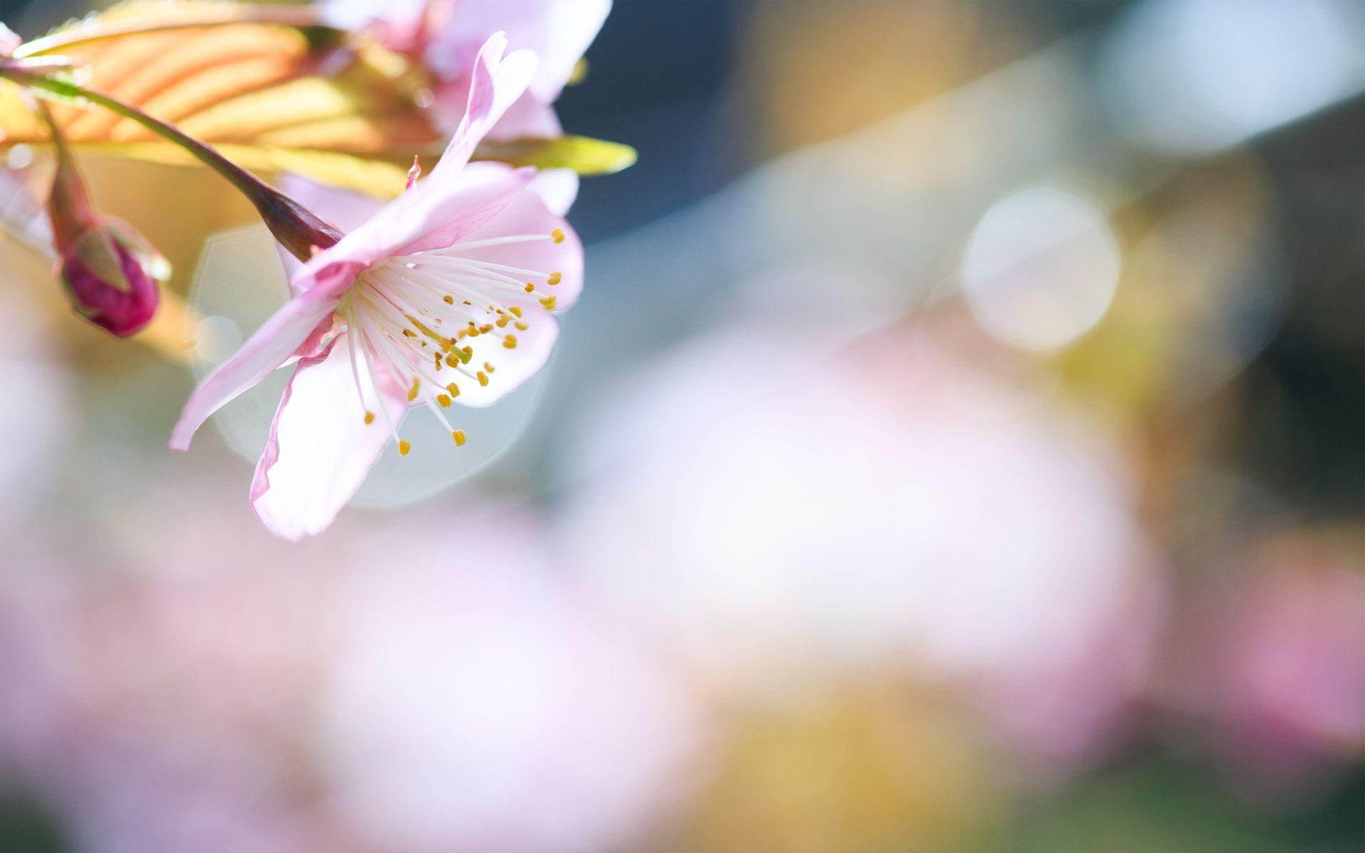 Blurry Spring Wallpapers - Top Free Blurry Spring Backgrounds ...