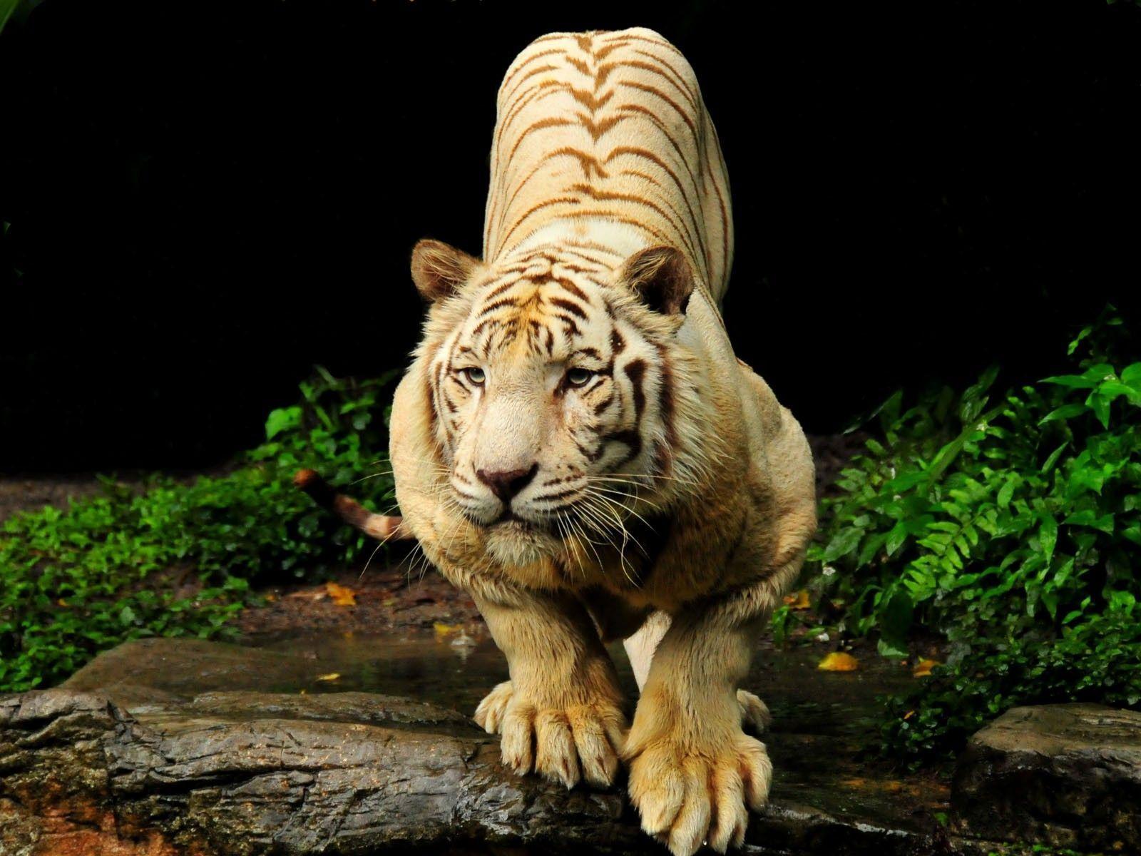 Cool Tiger Desktop Wallpapers - Top Free Cool Tiger Desktop Backgrounds ...