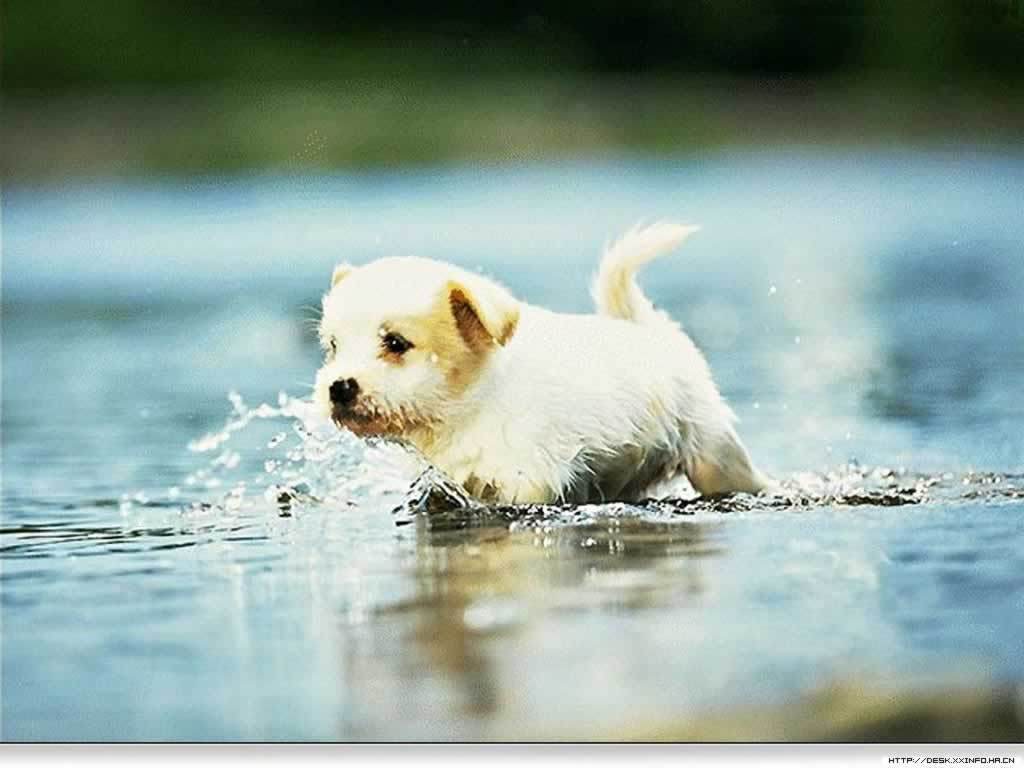 3D Dog Wallpapers - Top Free 3D Dog Backgrounds - WallpaperAccess