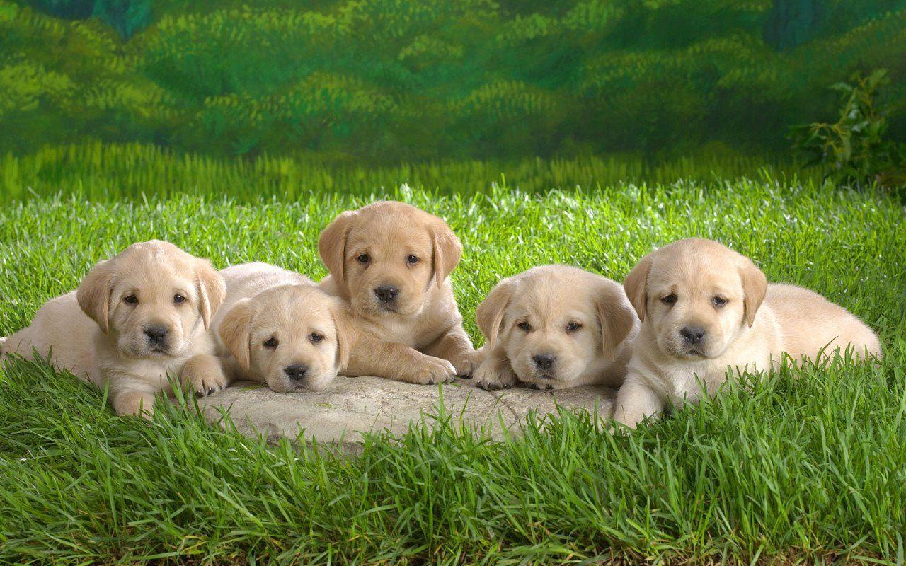 3D Dog Wallpapers - Top Free 3D Dog Backgrounds - WallpaperAccess