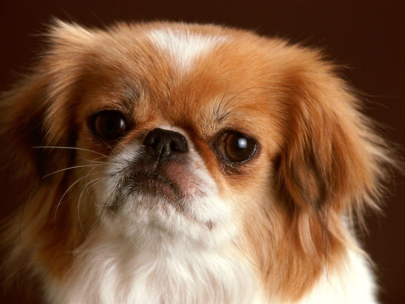 3D Dog Wallpapers - Top Free 3D Dog Backgrounds - WallpaperAccess