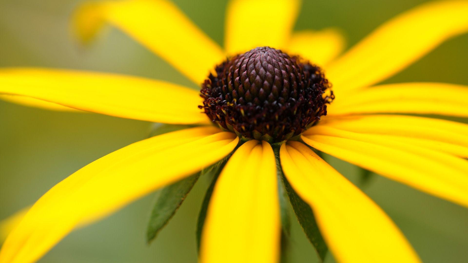 Yellow Windows 10 Wallpapers - Top Free Yellow Windows 10 Backgrounds ...