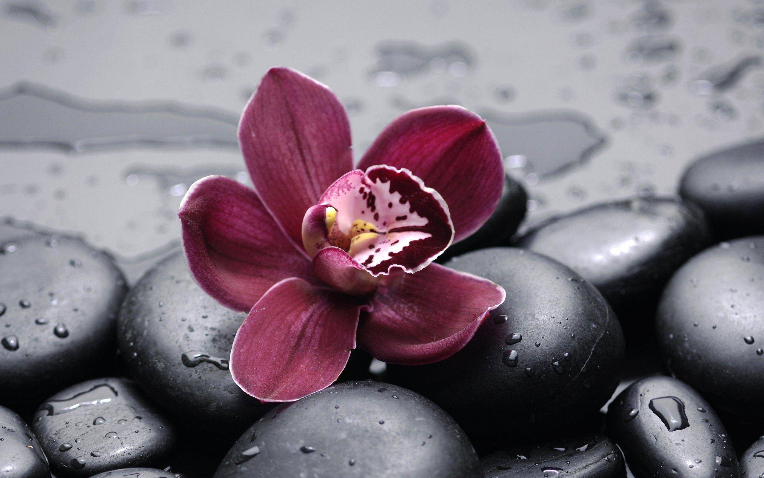 Orchid Zen Wallpapers - Top Free Orchid Zen Backgrounds - WallpaperAccess