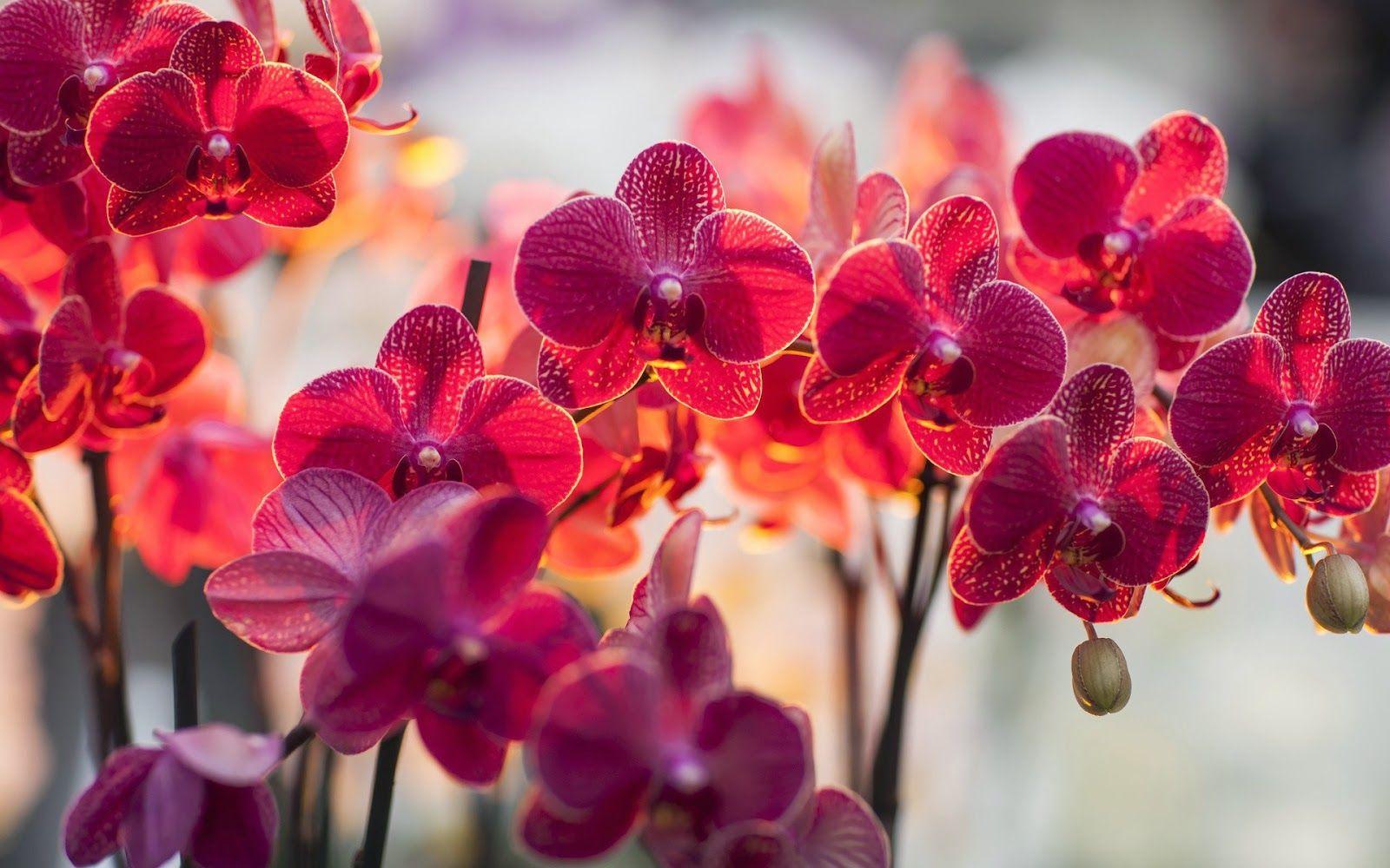 Orchid Zen Wallpapers - Top Free Orchid Zen Backgrounds - WallpaperAccess