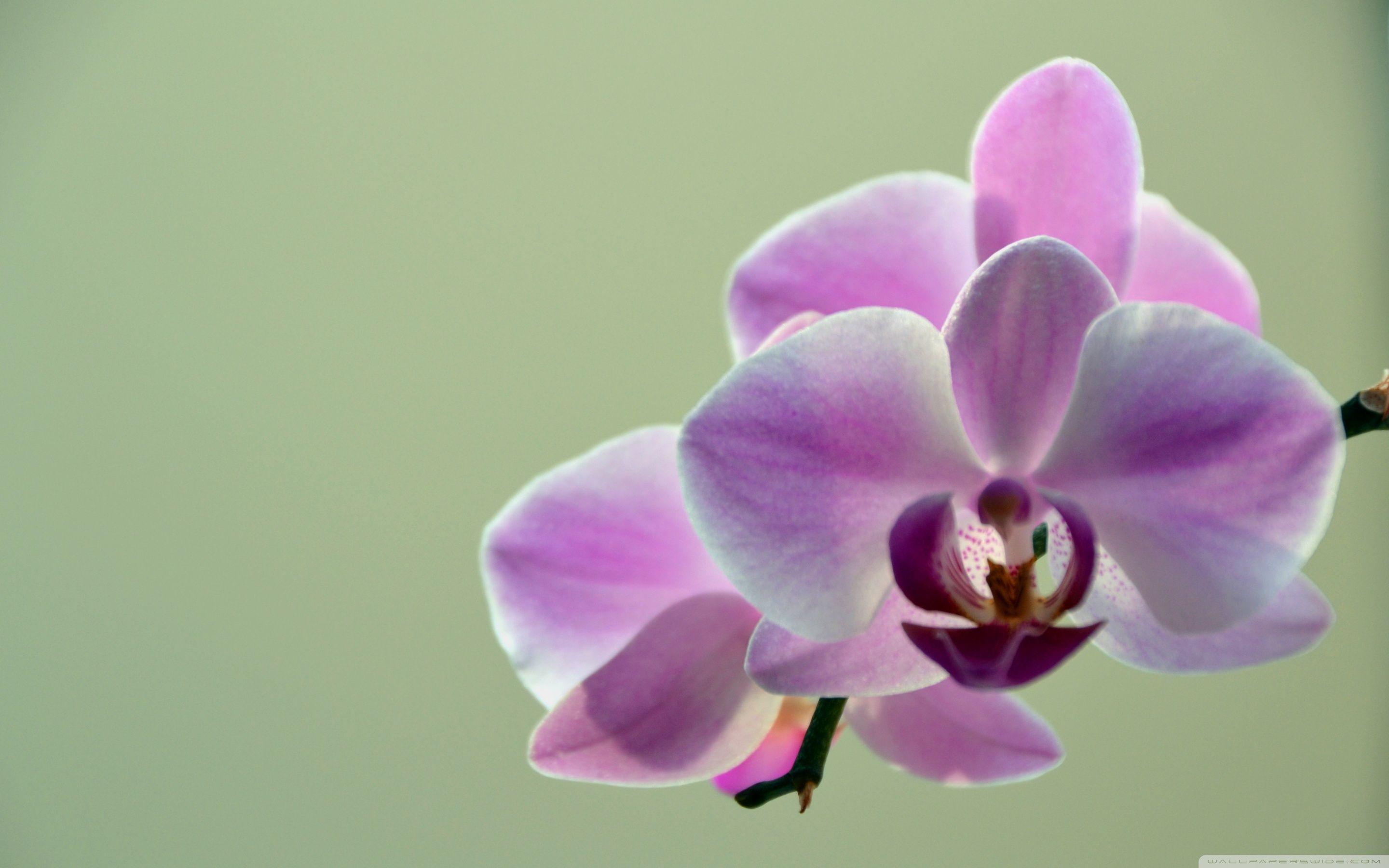 Orchid Zen Wallpapers - Top Free Orchid Zen Backgrounds - WallpaperAccess