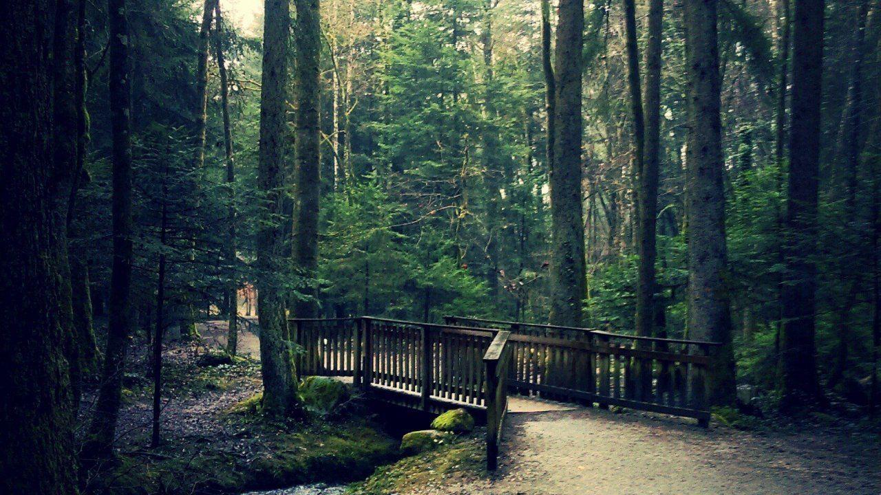 Peaceful Forest Wallpapers - Top Free Peaceful Forest Backgrounds ...