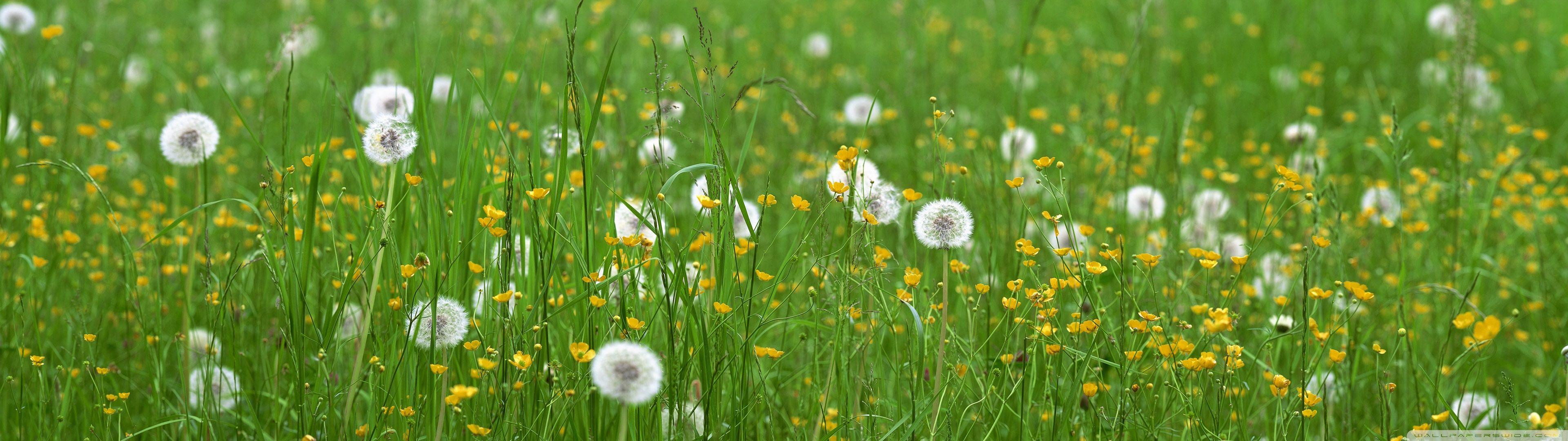 Spring Dual Screen Wallpapers - Top Free Spring Dual Screen Backgrounds ...