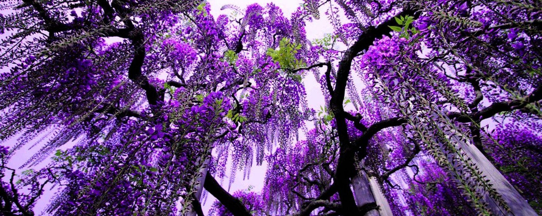 Spring Dual Screen Wallpapers - Top Free Spring Dual Screen Backgrounds ...