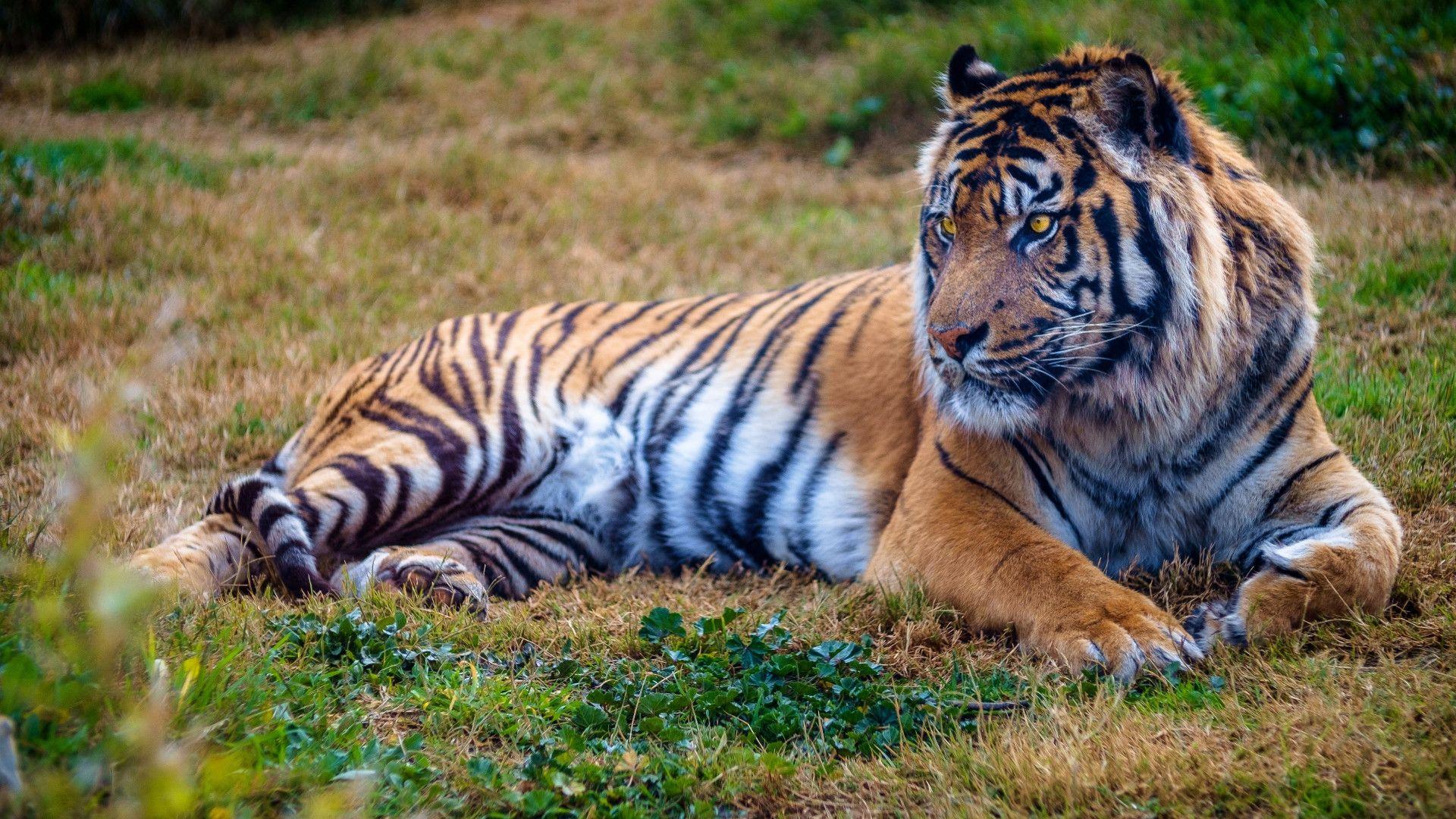 Big Tiger Wallpapers - Top Free Big Tiger Backgrounds - WallpaperAccess