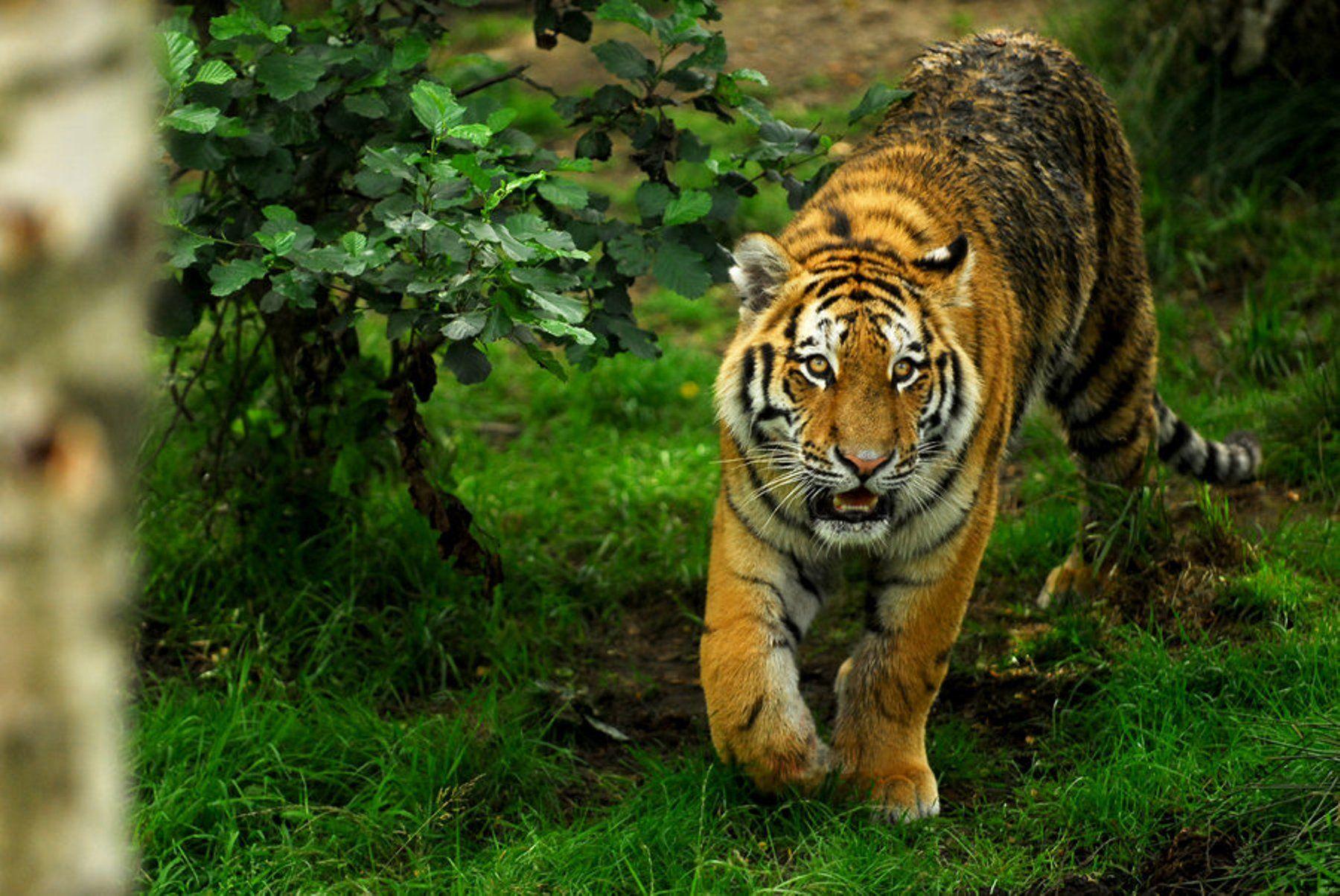 Big Tiger Wallpapers - Top Free Big Tiger Backgrounds - WallpaperAccess