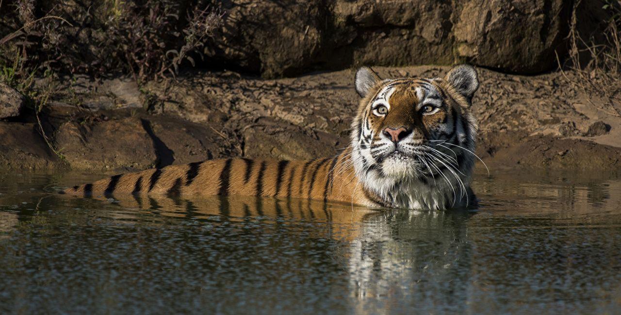 Big Tiger Wallpapers - Top Free Big Tiger Backgrounds - WallpaperAccess