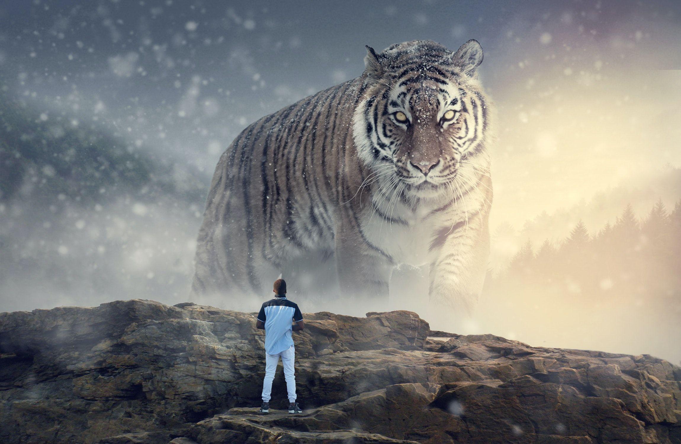 Big Tiger Wallpapers - Top Free Big Tiger Backgrounds - WallpaperAccess