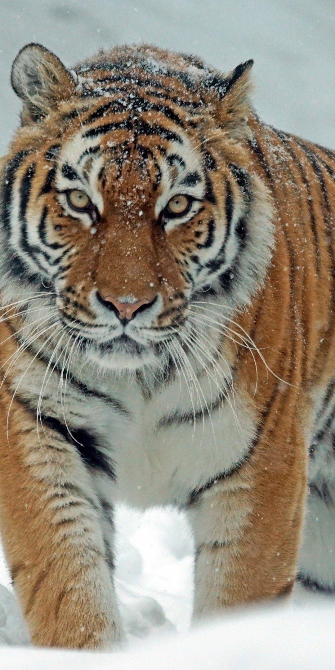 Big Tiger Wallpapers - Top Free Big Tiger Backgrounds - WallpaperAccess