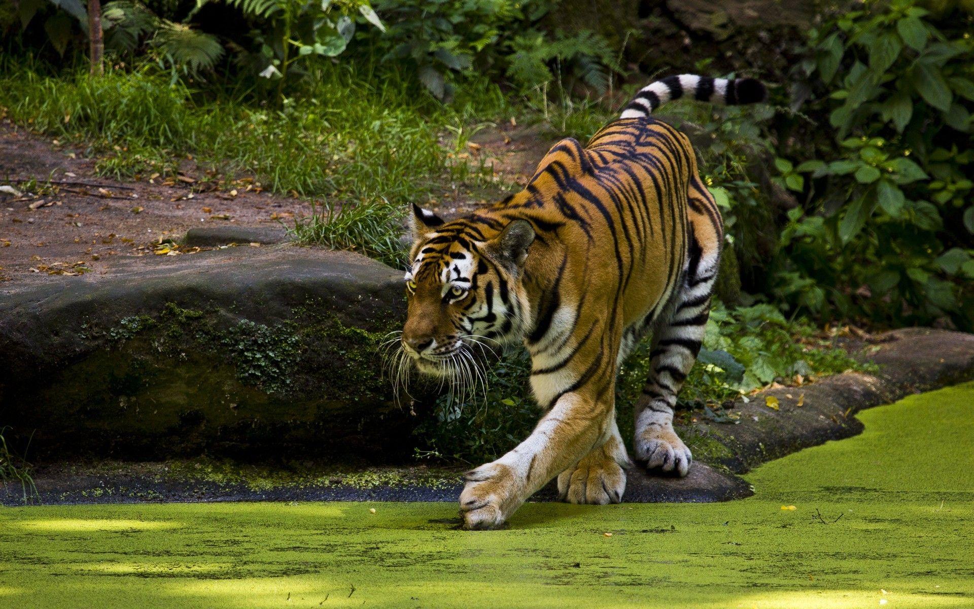 Big Tiger Wallpapers - Top Free Big Tiger Backgrounds - WallpaperAccess