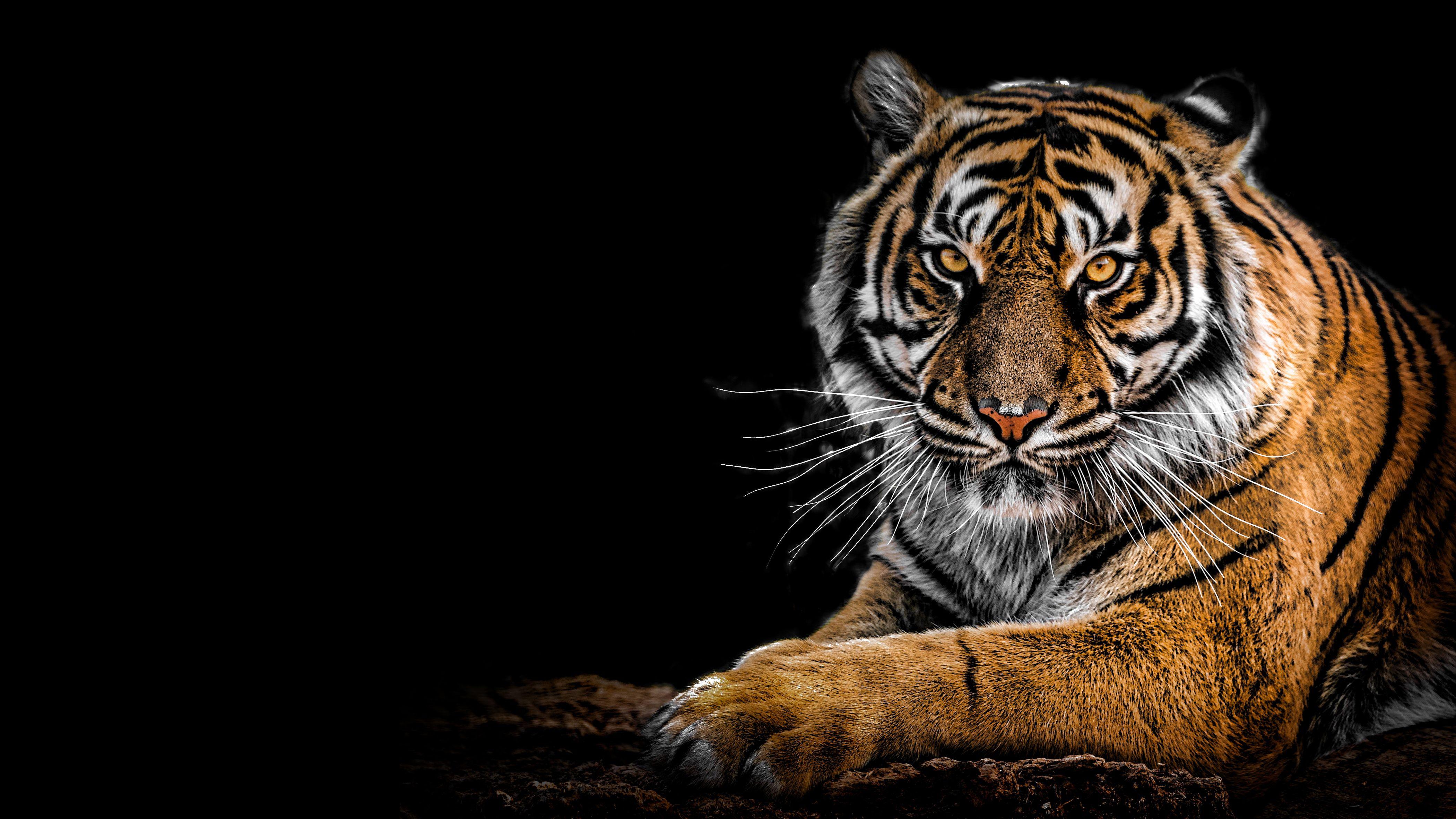 Royal Bengal Tiger Wallpapers - Top Free Royal Bengal Tiger Backgrounds ...