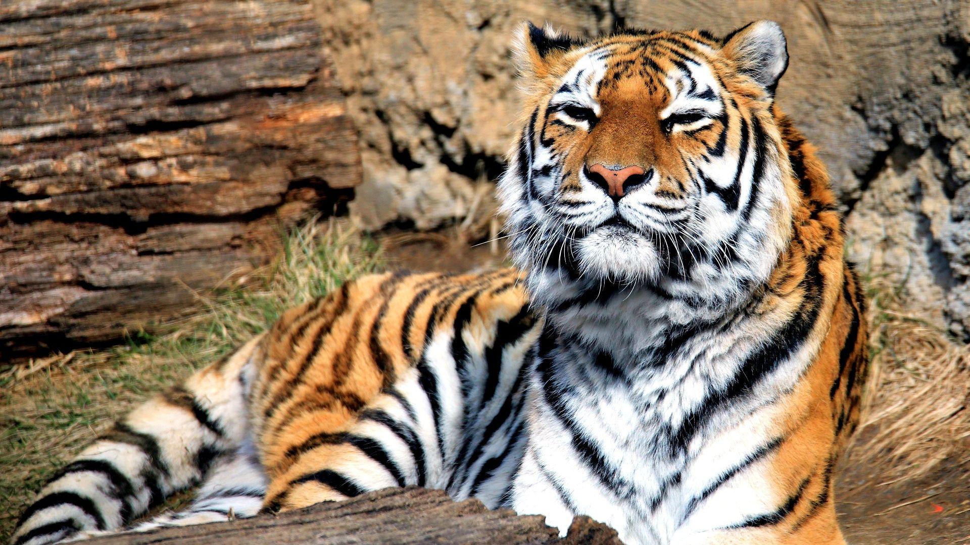 Big Tiger Wallpapers - Top Free Big Tiger Backgrounds - WallpaperAccess