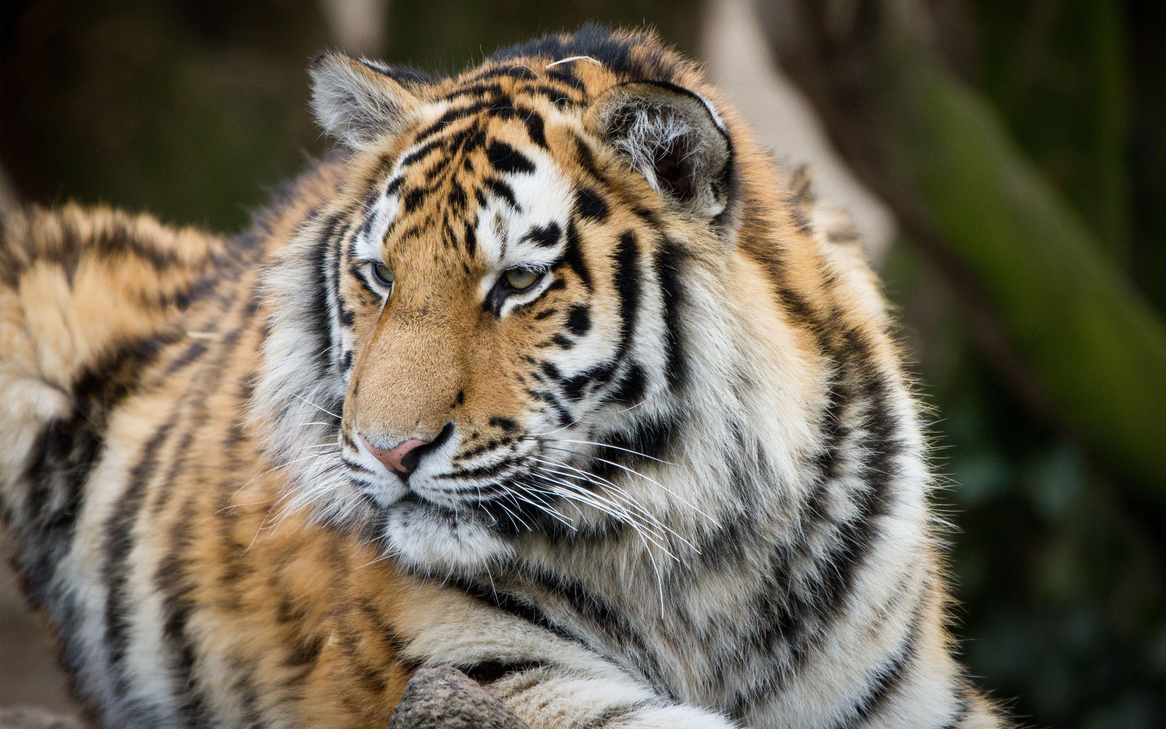 Big Tiger Wallpapers - Top Free Big Tiger Backgrounds - WallpaperAccess