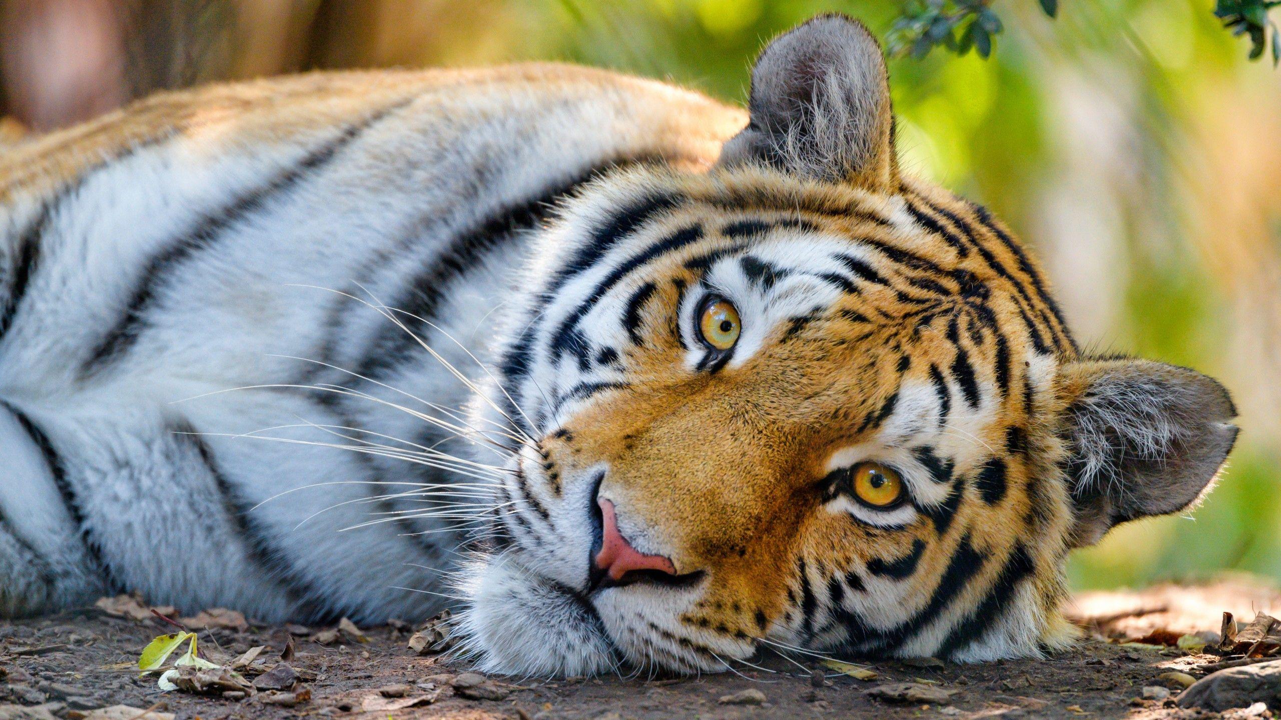 Royal Bengal Tiger Wallpapers - Top Free Royal Bengal Tiger Backgrounds ...