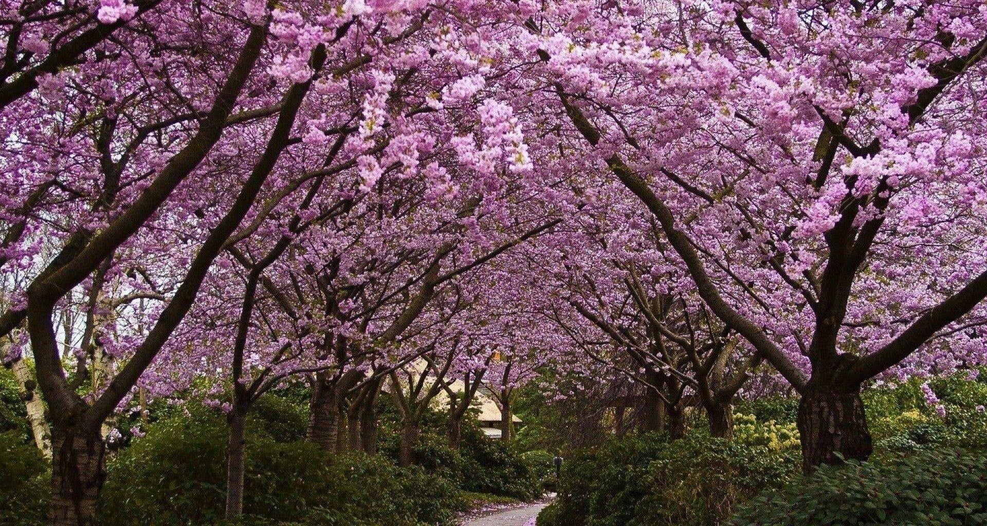 Spring Dual Screen Wallpapers - Top Free Spring Dual Screen Backgrounds ...