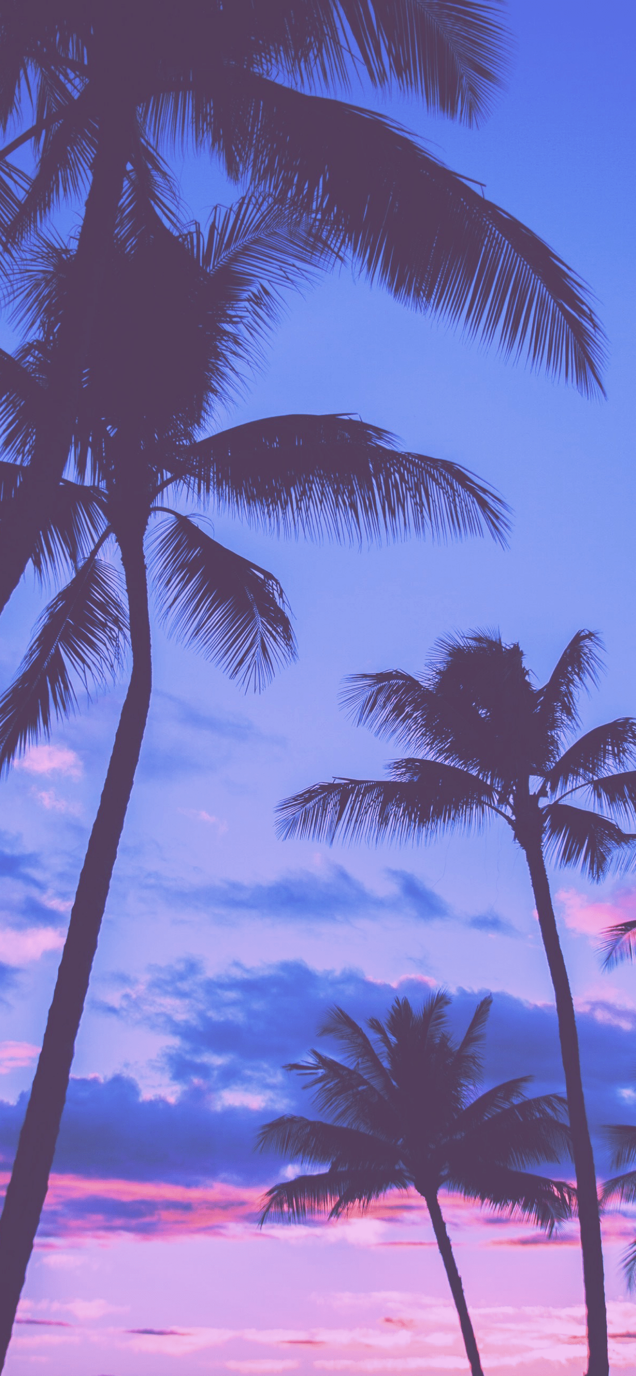 Purple Palm Tree Wallpapers - Top Free Purple Palm Tree Backgrounds ...