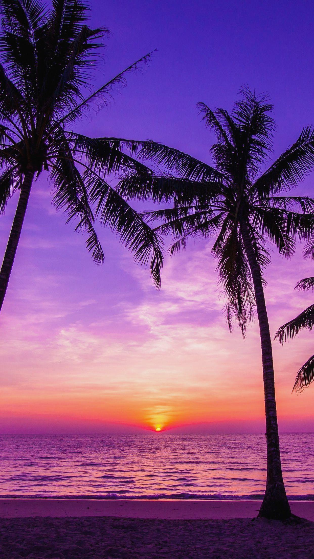 Purple Palm Tree Wallpapers - Top Free Purple Palm Tree Backgrounds ...