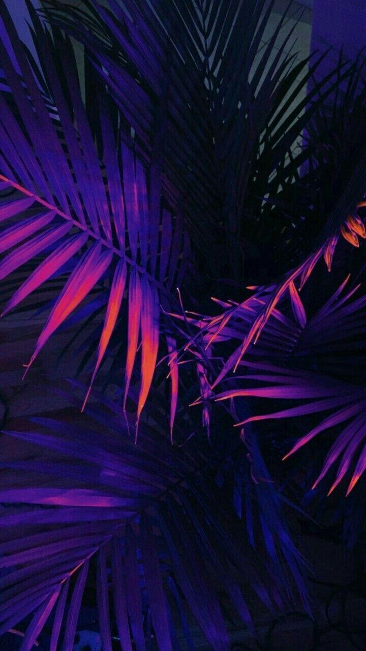 Purple Palm Tree Wallpapers - Top Free Purple Palm Tree Backgrounds ...