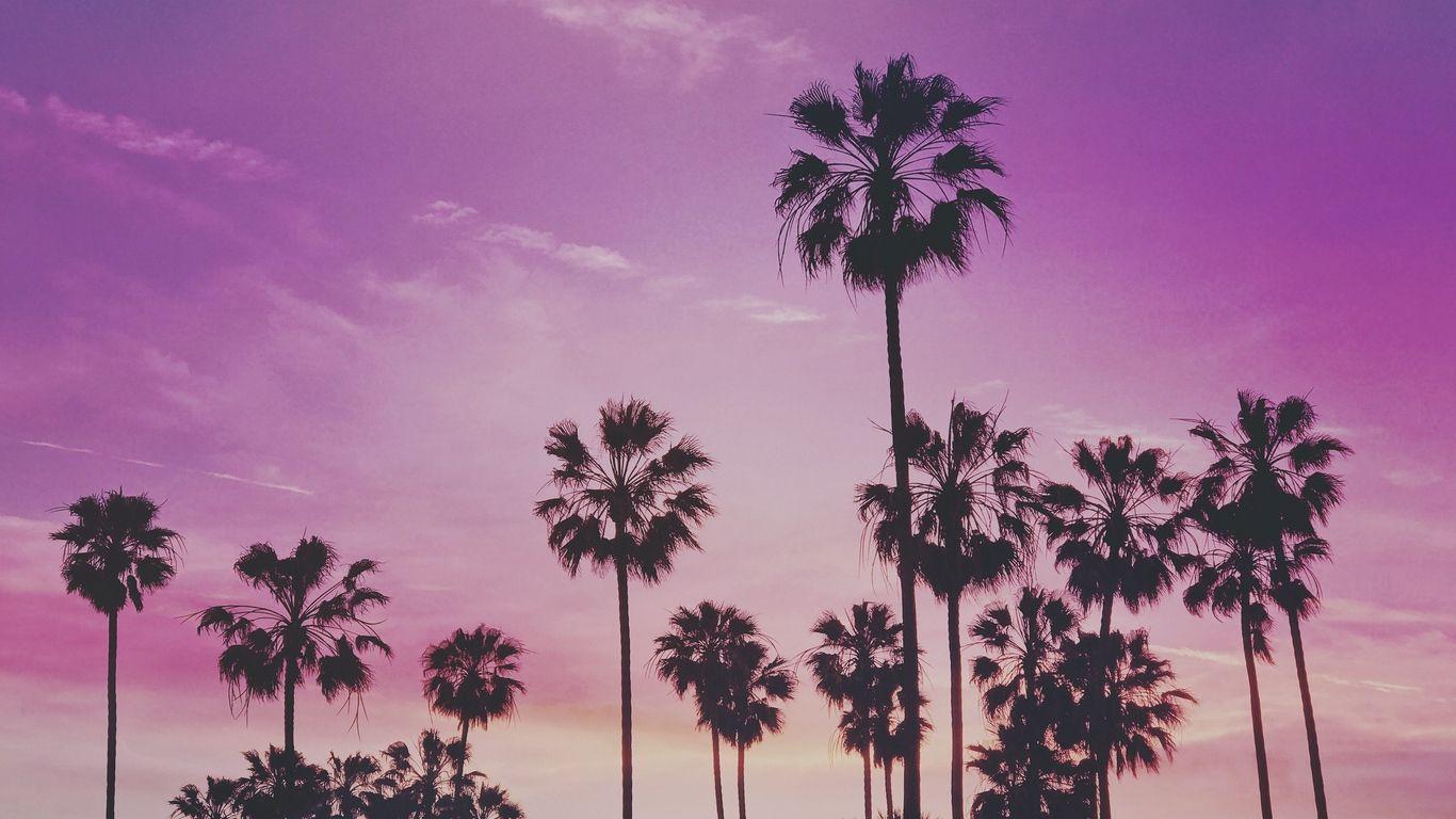 Purple Palm Tree Wallpapers - Top Free Purple Palm Tree Backgrounds ...