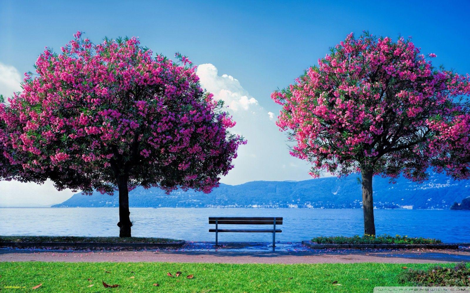 Spring Dual Screen Wallpapers - Top Free Spring Dual Screen Backgrounds ...