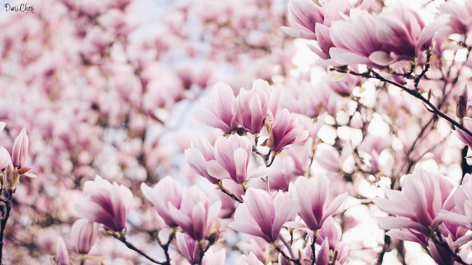 Magnolia Desktop Wallpapers - Top Free Magnolia Desktop Backgrounds ...