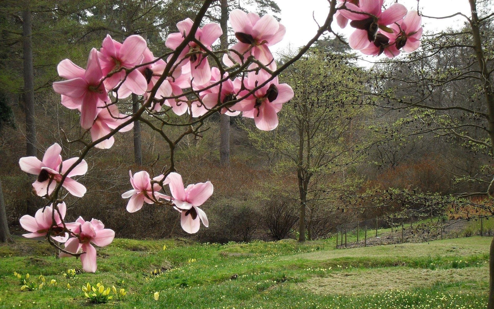 Magnolia Desktop Wallpapers - Top Free Magnolia Desktop Backgrounds ...