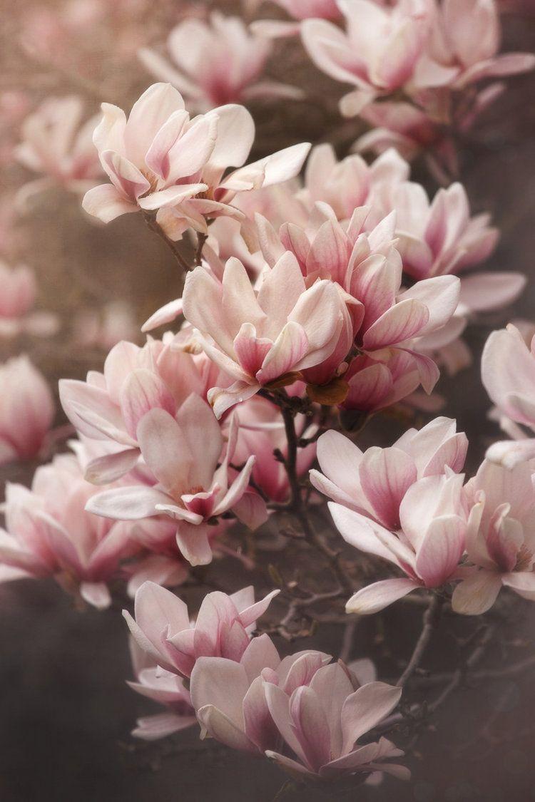 Magnolia Wallpapers - Top Free Magnolia Backgrounds - WallpaperAccess