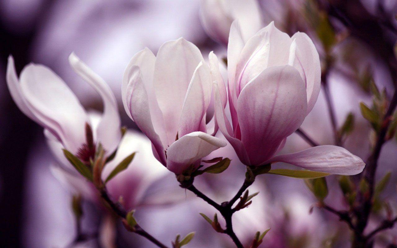 Magnolia Wallpapers - Top Free Magnolia Backgrounds - WallpaperAccess