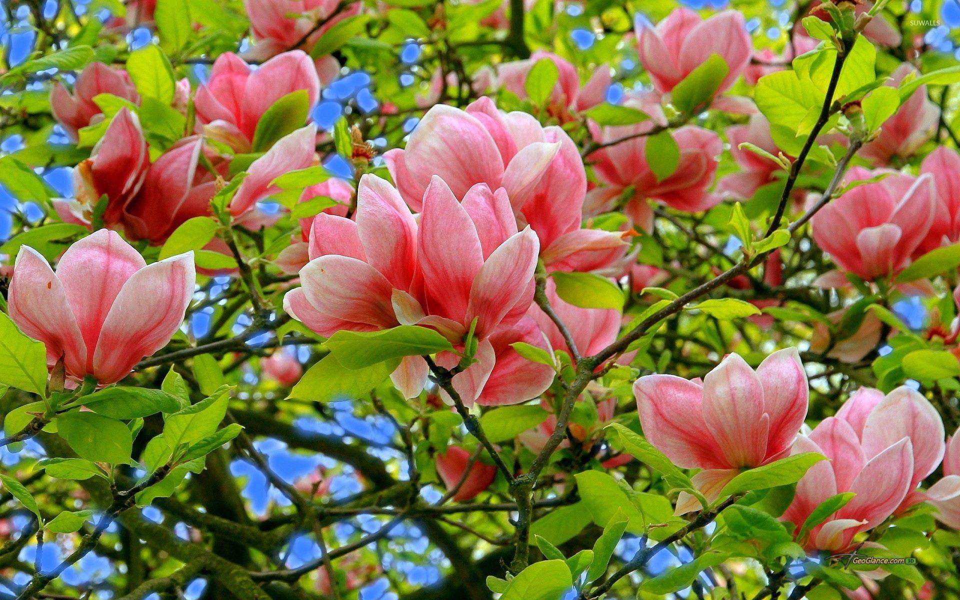 Magnolia Wallpapers - Top Free Magnolia Backgrounds - WallpaperAccess