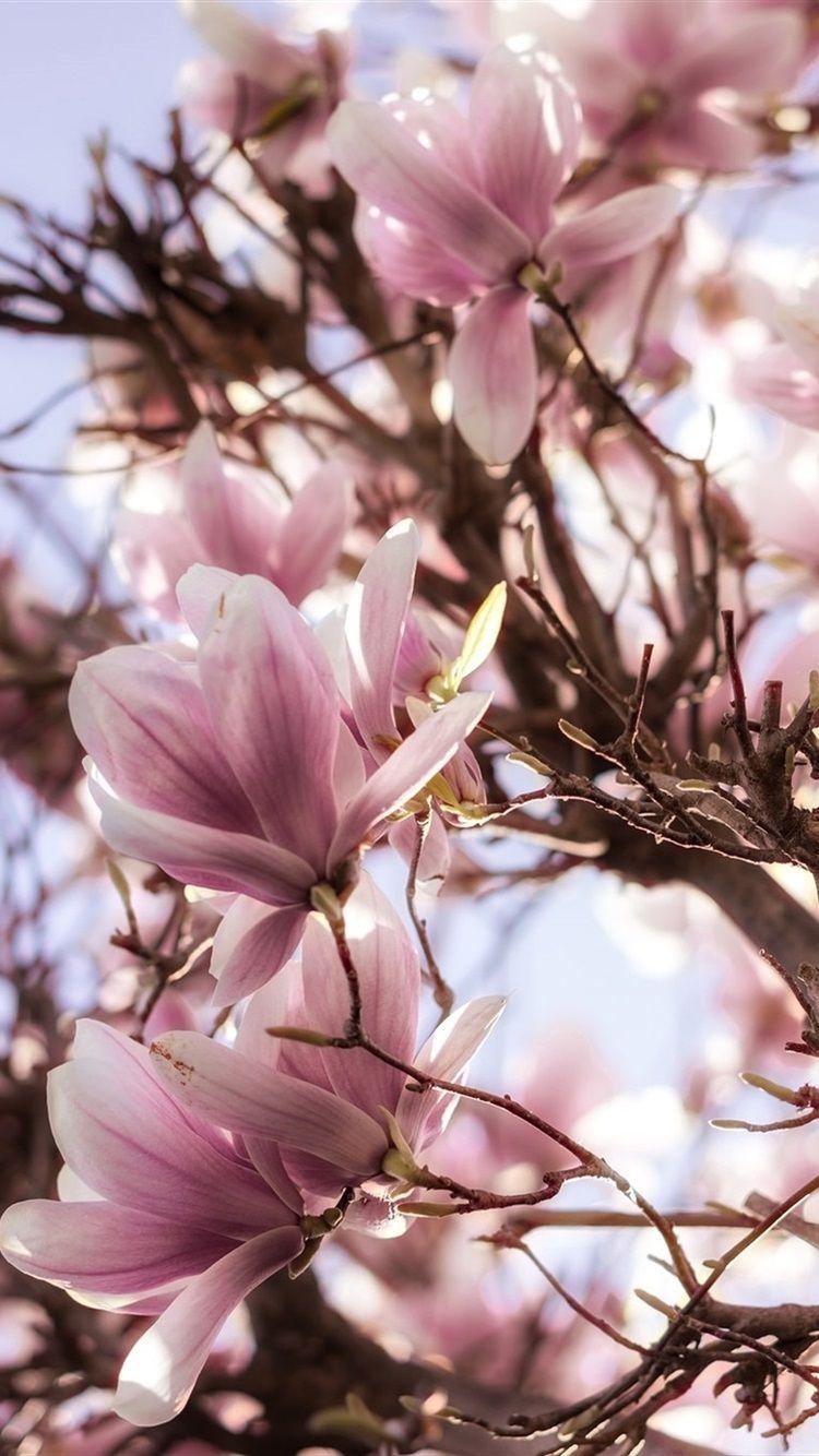 Magnolia Wallpapers - Top Free Magnolia Backgrounds - WallpaperAccess