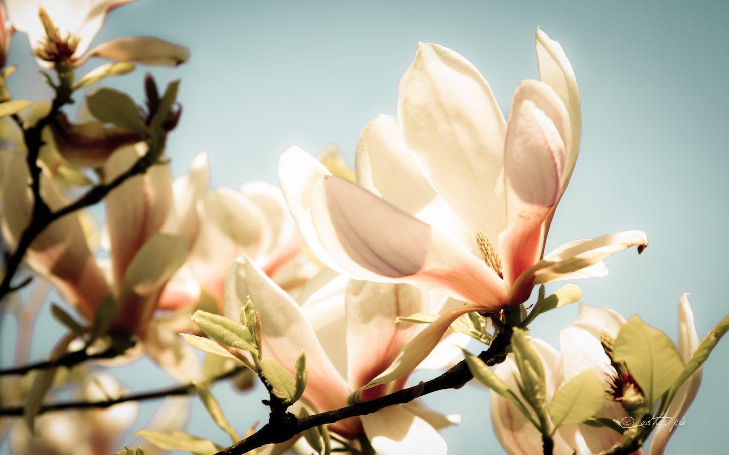 Magnolia Desktop Wallpapers - Top Free Magnolia Desktop Backgrounds ...