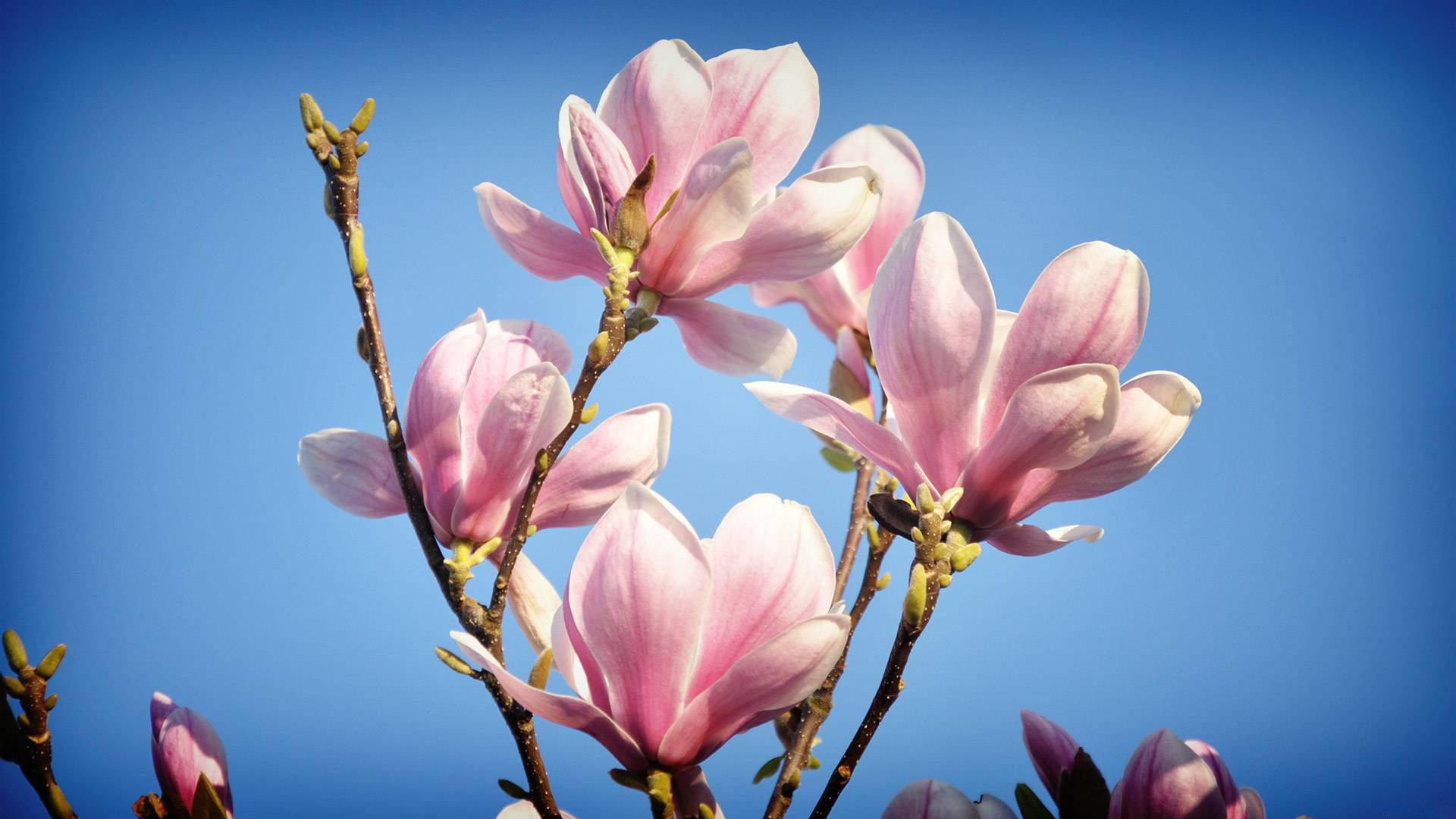 Magnolia Desktop Wallpapers - Top Free Magnolia Desktop Backgrounds ...