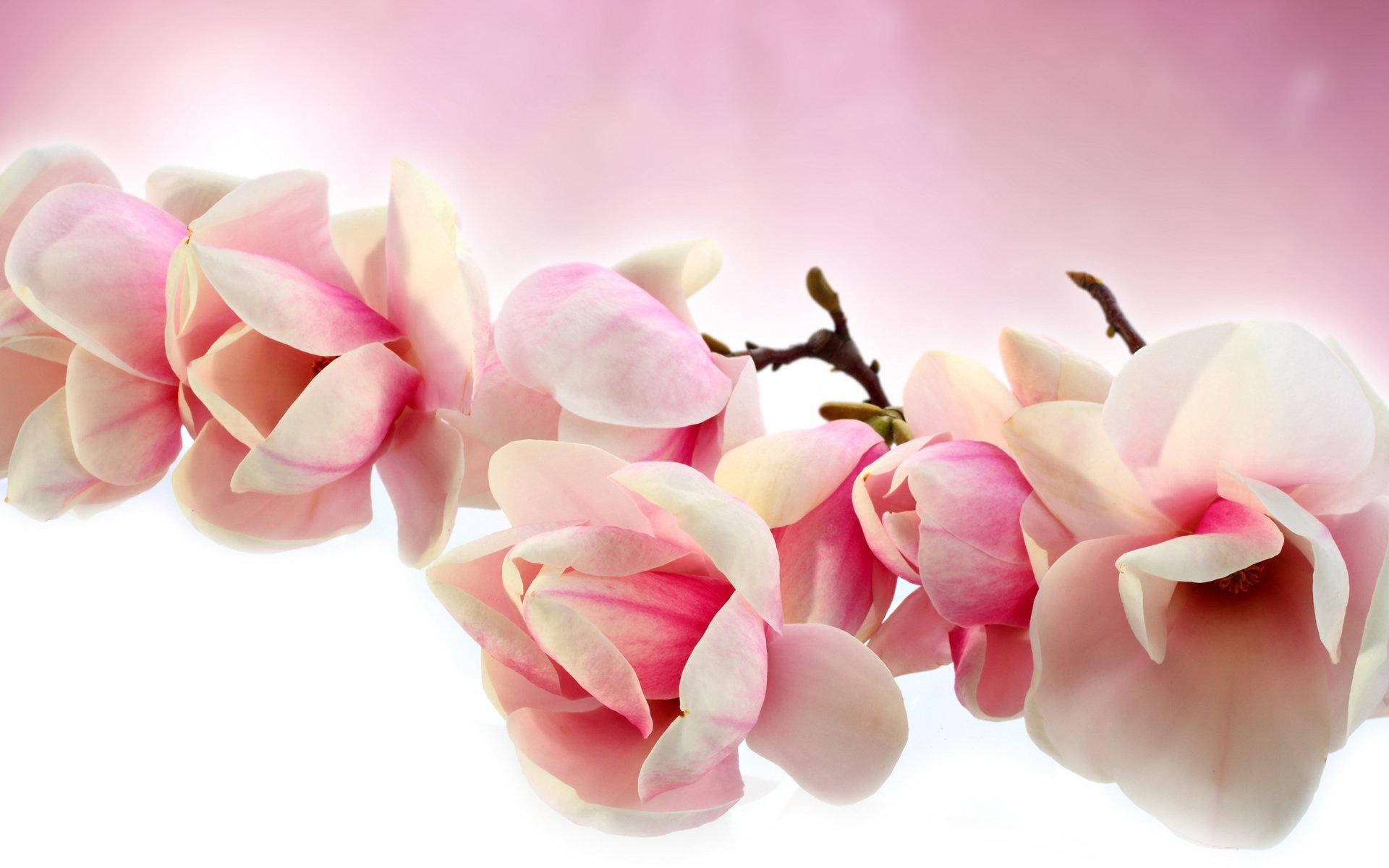 Magnolia Desktop Wallpapers - Top Free Magnolia Desktop Backgrounds ...