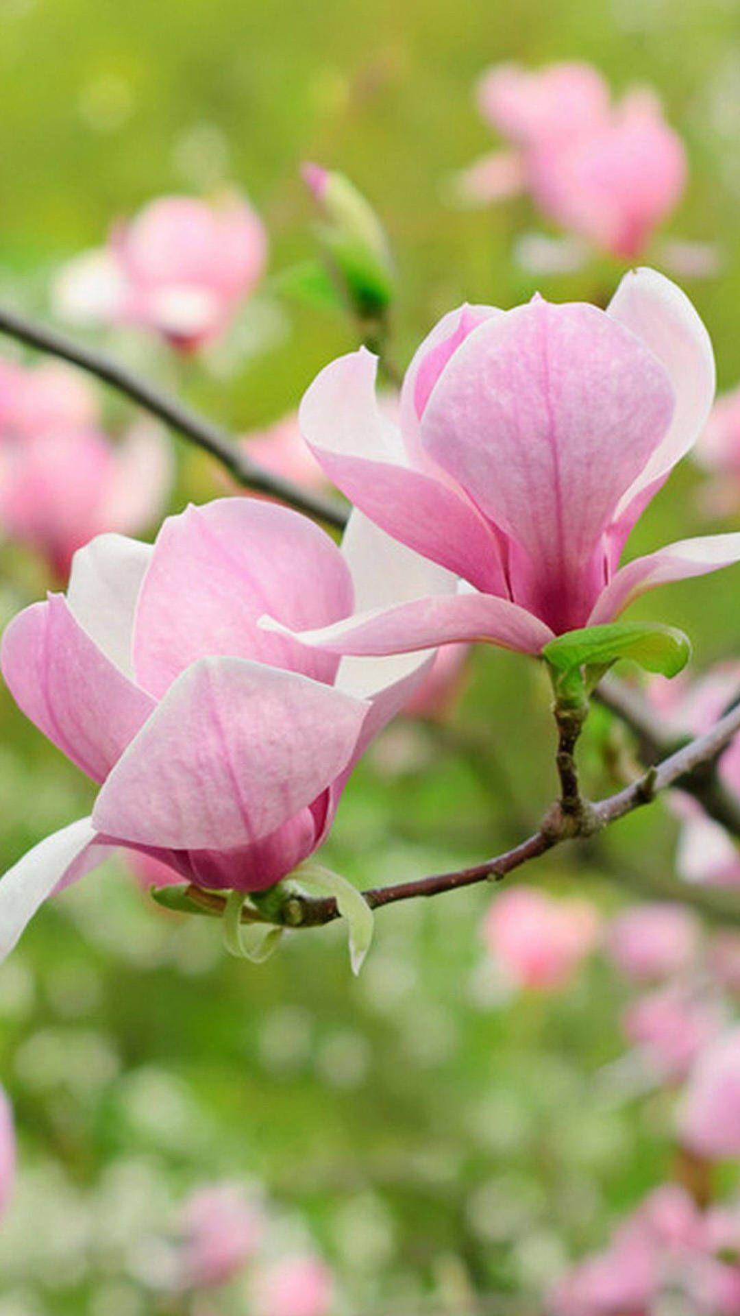Magnolia Wallpapers - Top Free Magnolia Backgrounds - WallpaperAccess