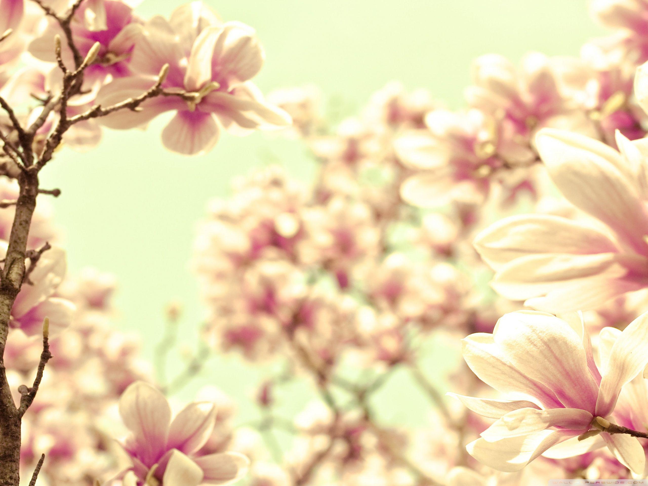 Magnolia Wallpapers - Top Free Magnolia Backgrounds - WallpaperAccess
