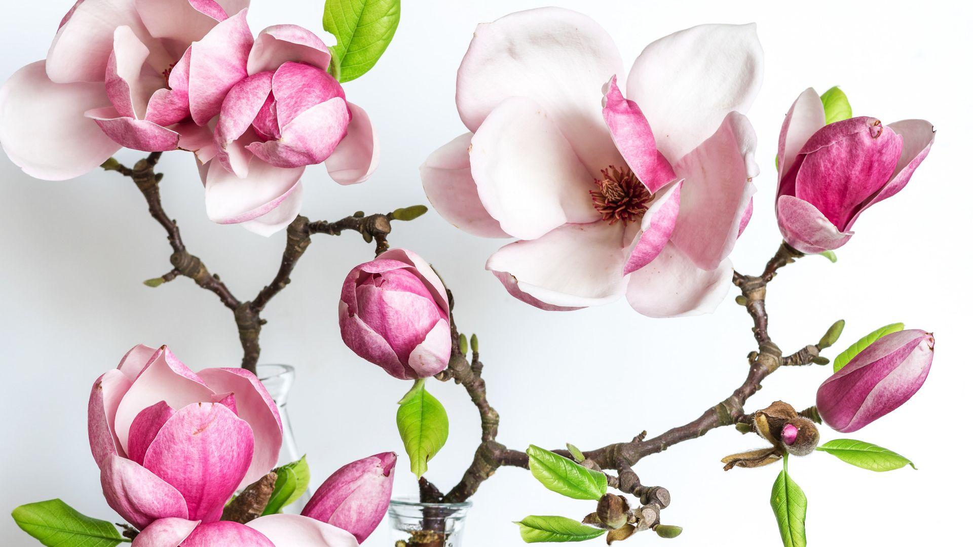 Magnolia Wallpapers - Top Free Magnolia Backgrounds - WallpaperAccess