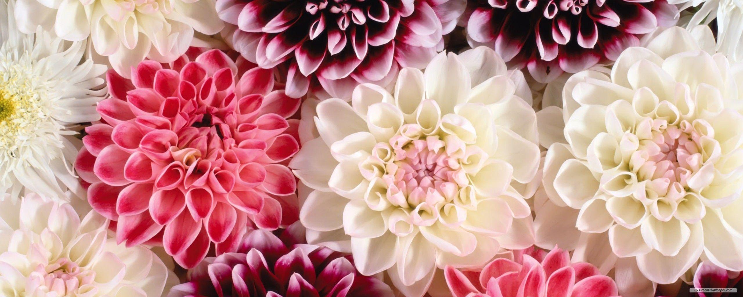 Spring Dual Screen Wallpapers - Top Free Spring Dual Screen Backgrounds ...